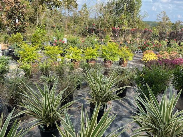 Forestry Farms, LLC – Growing Trees For The Future!